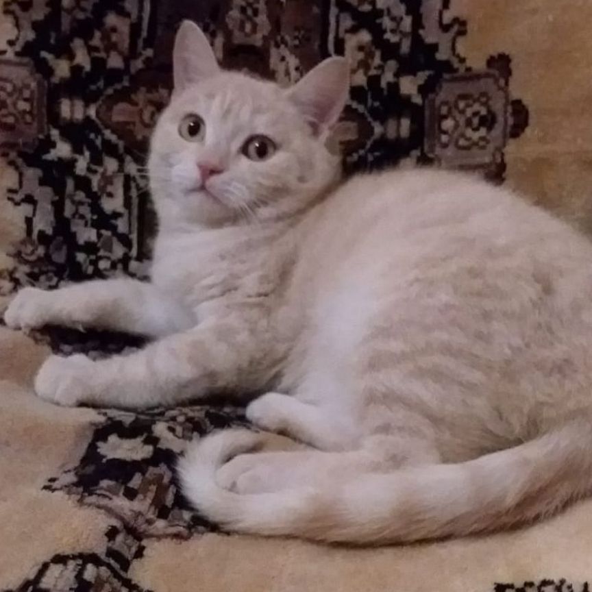 Очаровательный котик