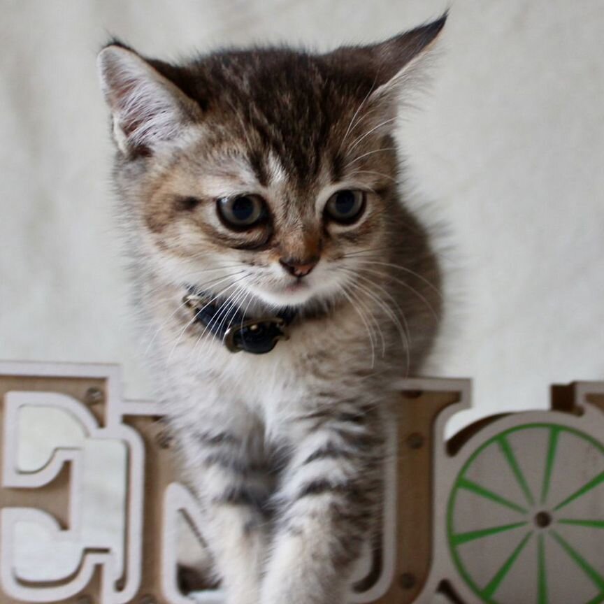 Бурмилла котёнок