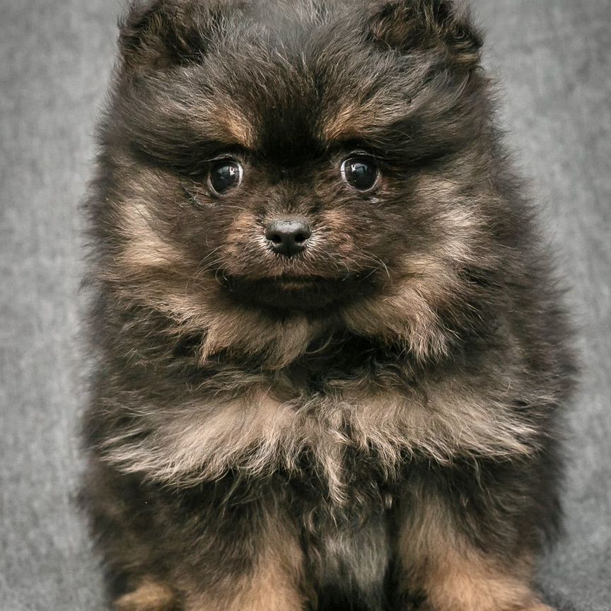 Померанский шпиц мальчик