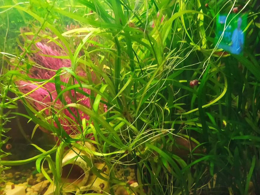 Аквариумное растение