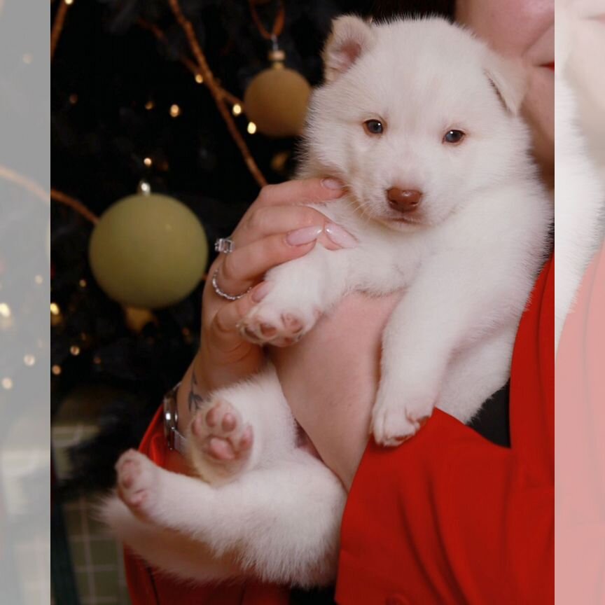 Сибирский хаски, щенок