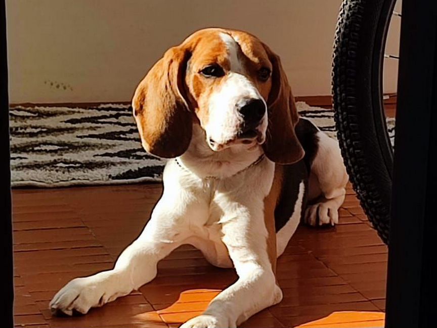 Кобель бигль 3 года