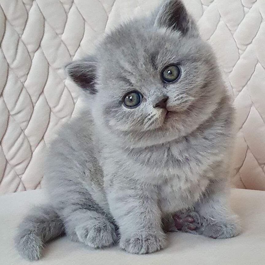 Британский котёнок