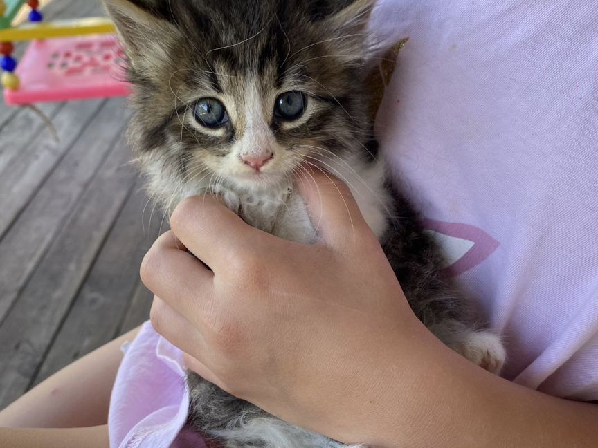 Котята в добрые руки бесплатно