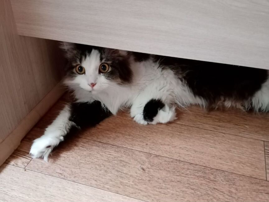 Сибирская кошечка Бесплатно