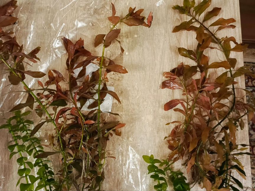 Растения в аквариум