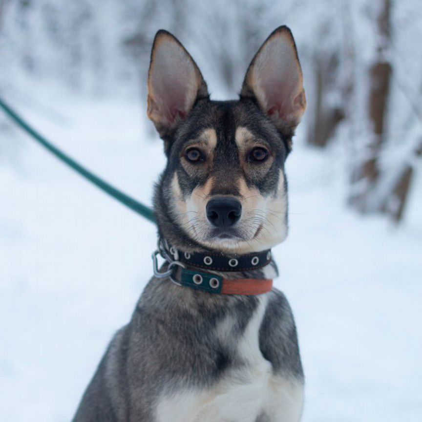 Собака в добрые руки