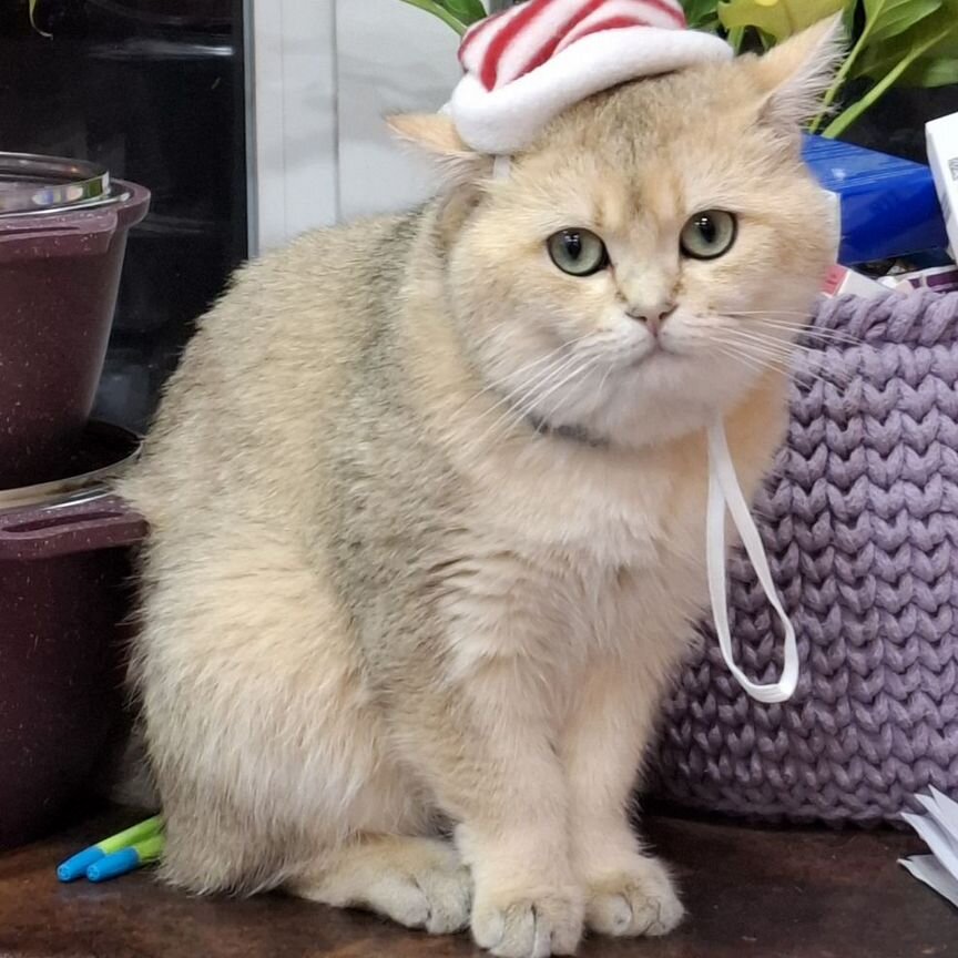 Вязка