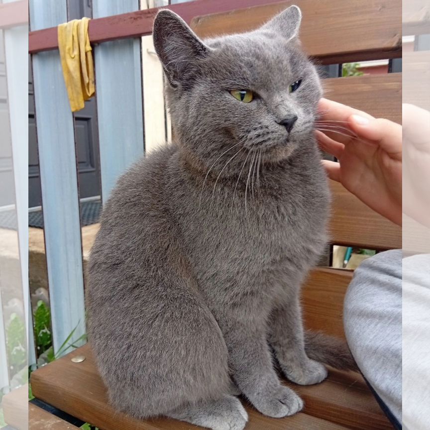 Шикарная кошечка