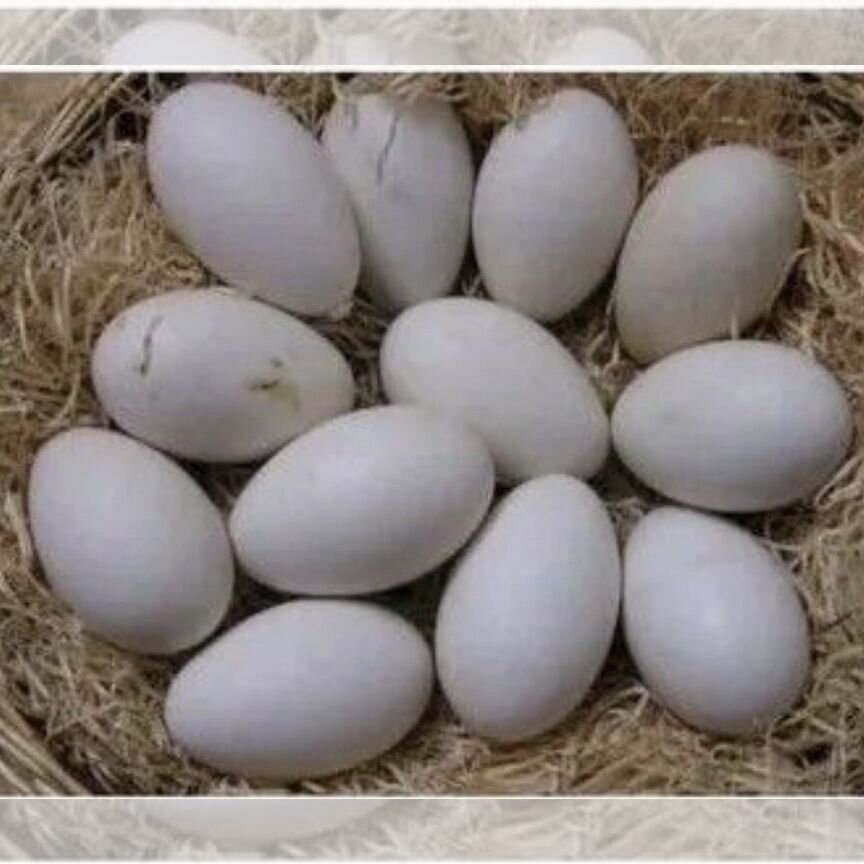 Инкубационное яйцо гусей