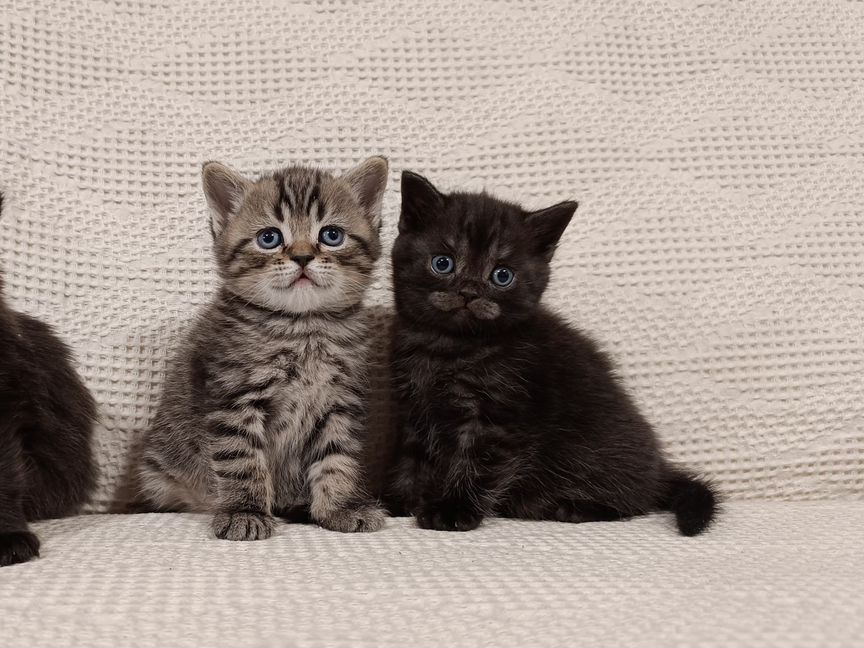 Шотландские котята