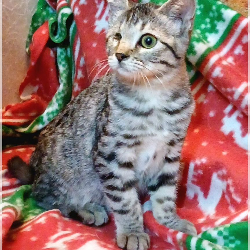 Ласковая малышка, котенок в поисках дома