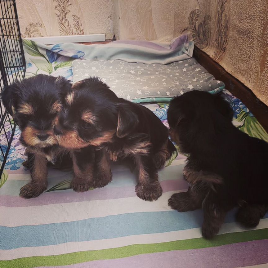 Йоркширский терьер, щенок