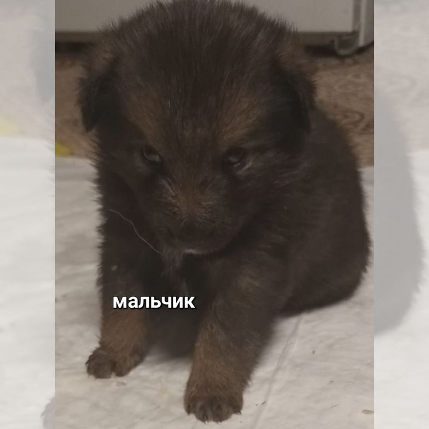 Лайка, щенок