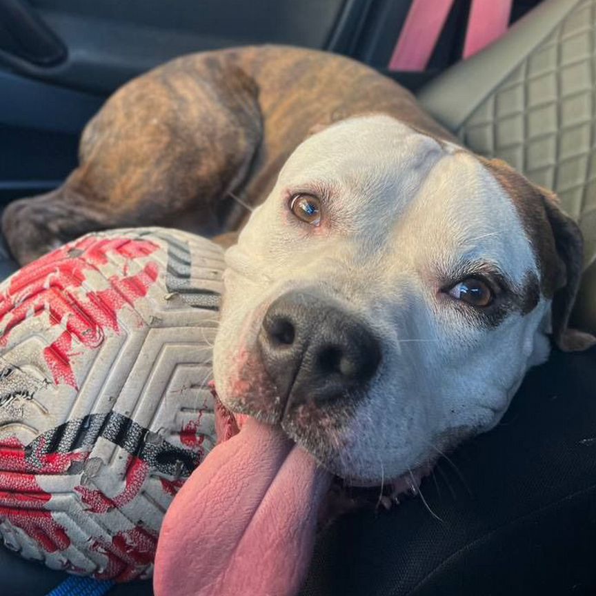 Американский стаффордширский терьер, взрослый пёс