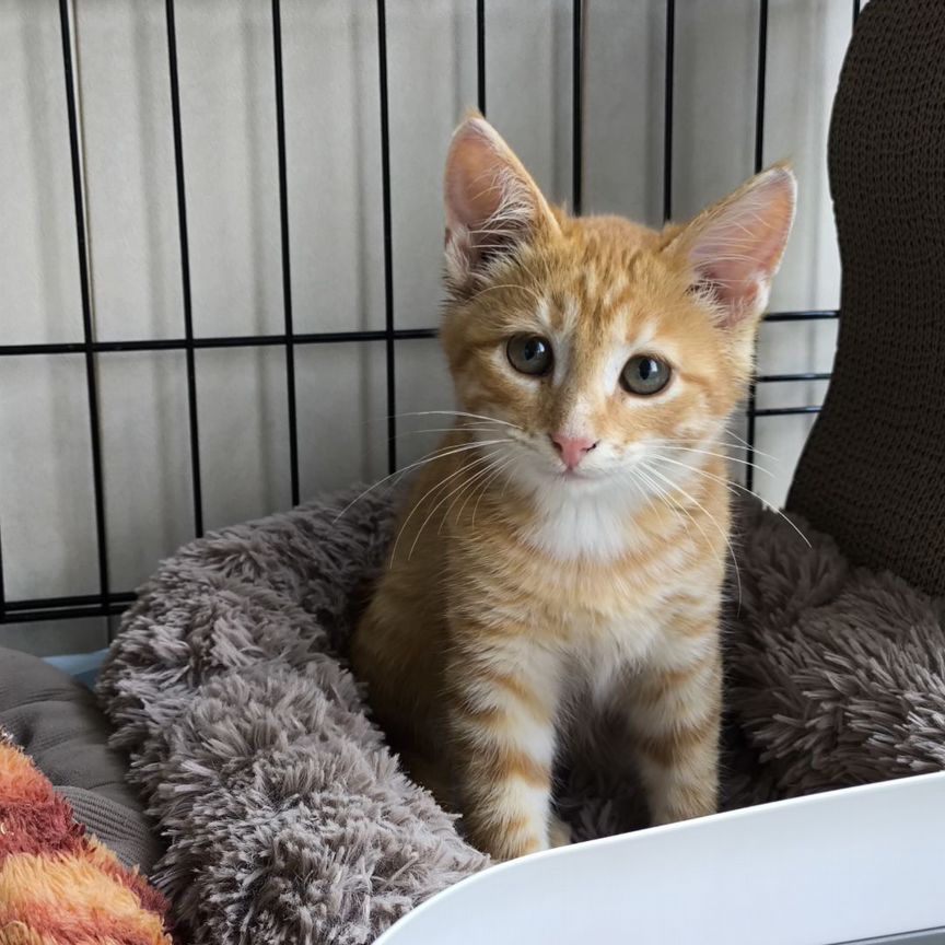 Котенок девочка в добрые руки
