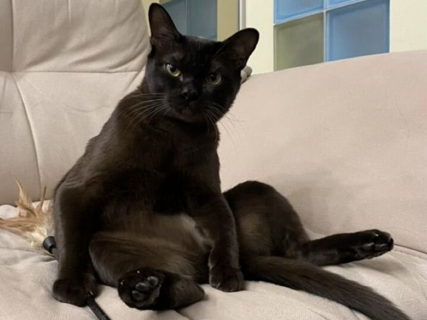 Бурманский котик