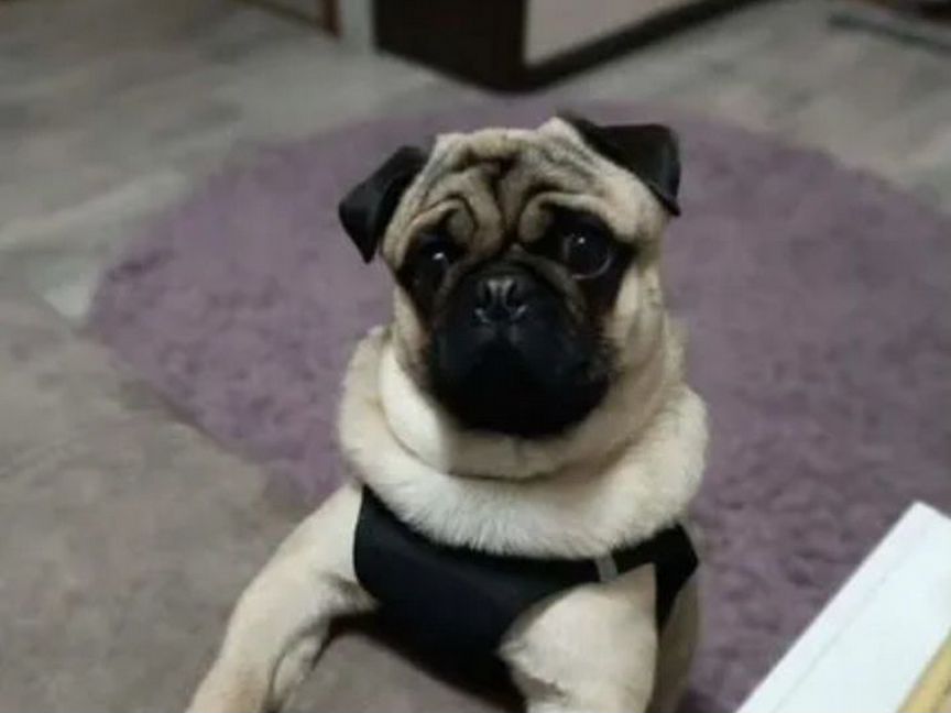 Мопс вязка мальчик