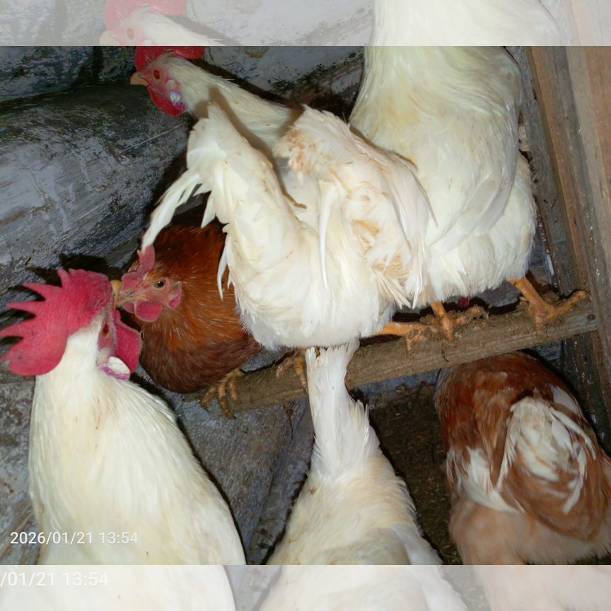 Молодые петухи