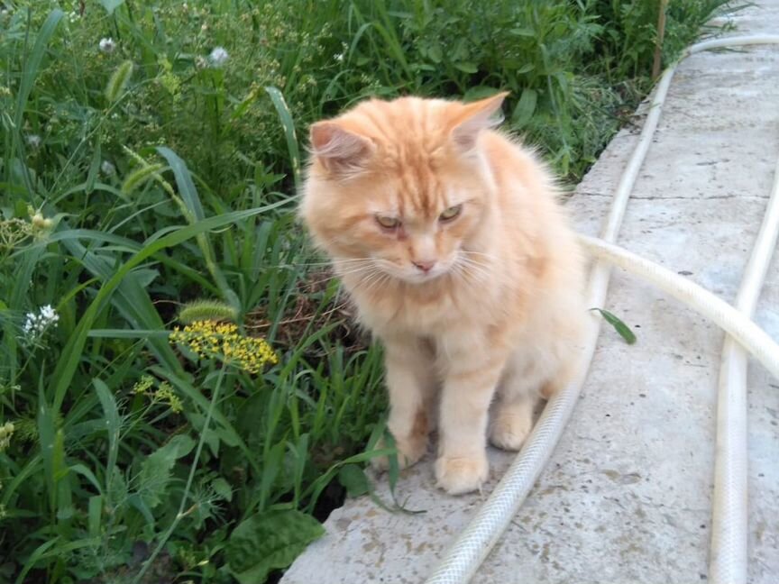 Кот