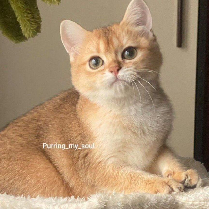 Британский короткошёрстный котёнок