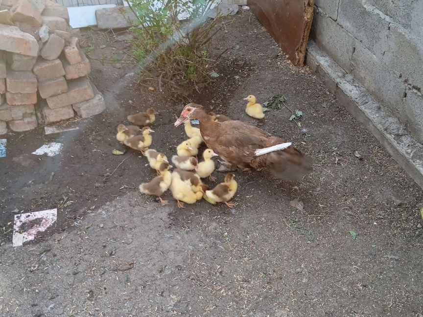 Утята шипуны 14 дней из под утки. Самовывоз, торг