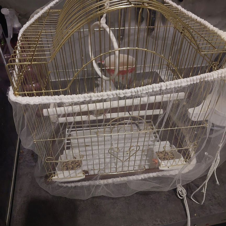 Канарейка с клеткой