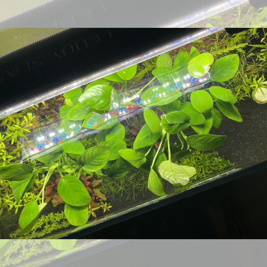 Анубиас бартера