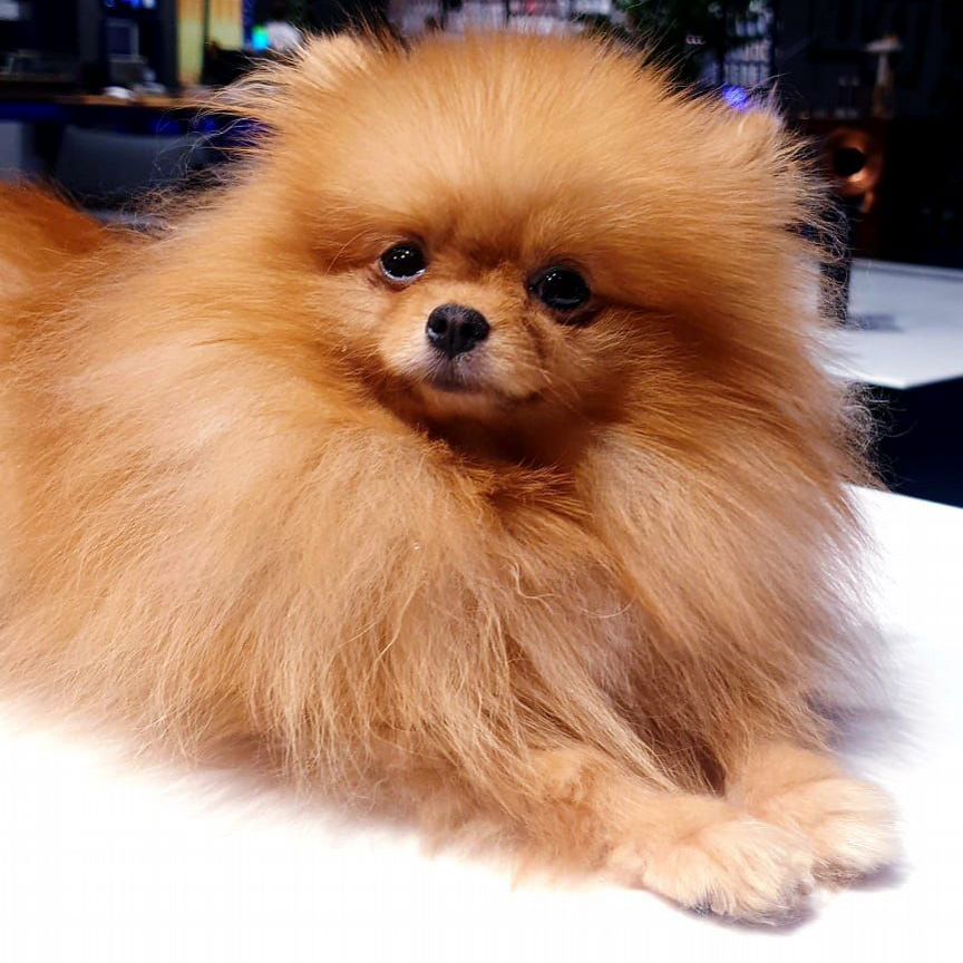 Померанский шпиц, взрослая собака