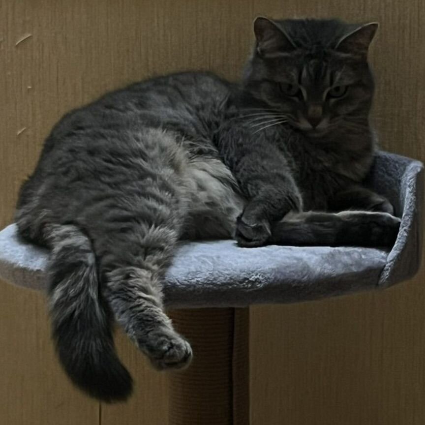 Кошка