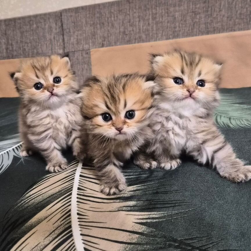 Шотландский вислоухий длинношёрстный котёнок