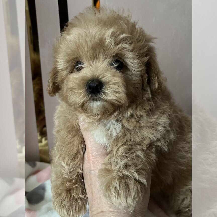 Мальтипу, щенок