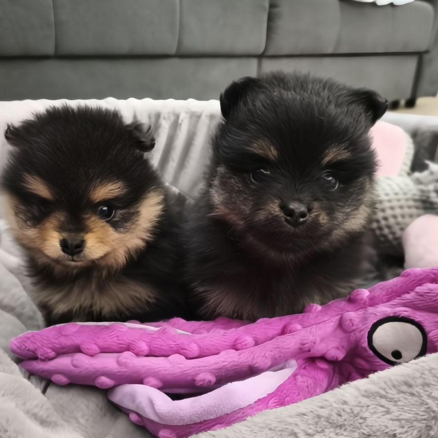 Померанский шпиц, щенок