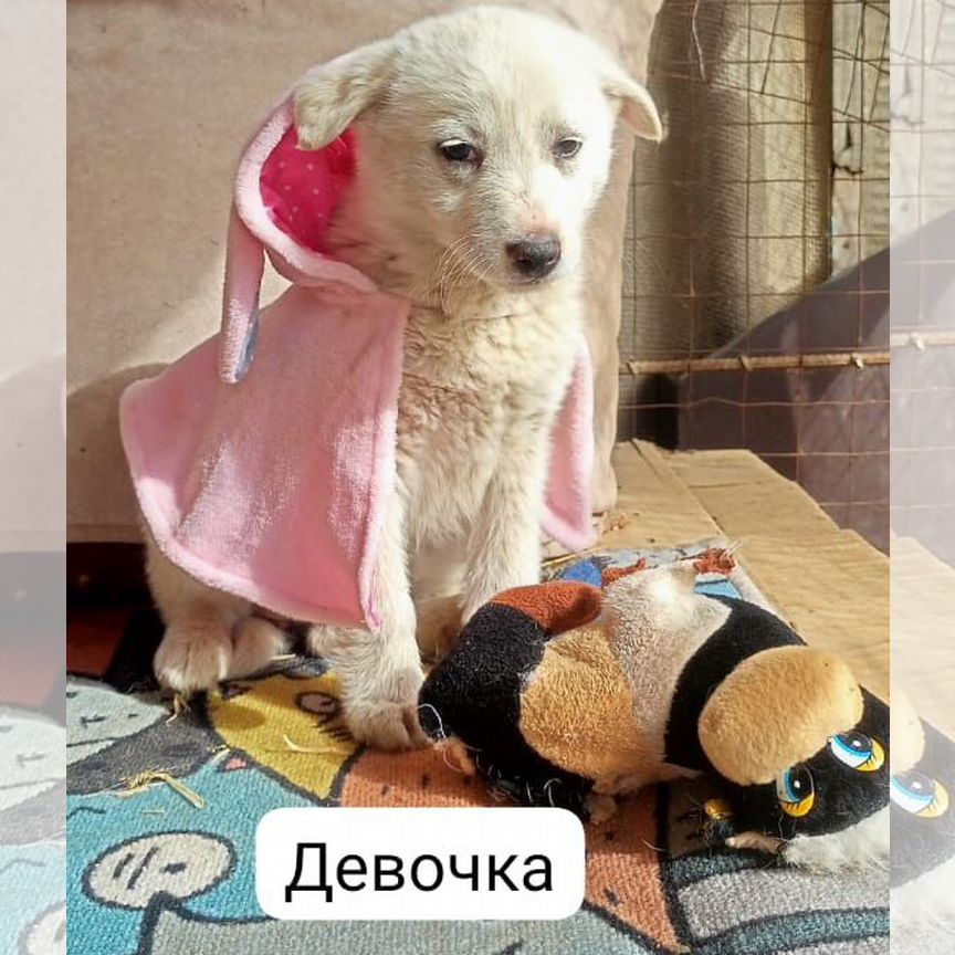 Собачку щеночка