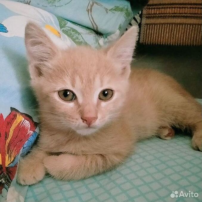 Котик 2.5 мес. в дар