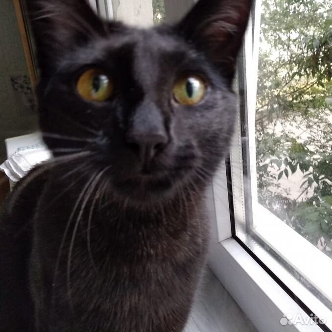 Невероятная ласкуша Любовь 1 год ищет свой дом