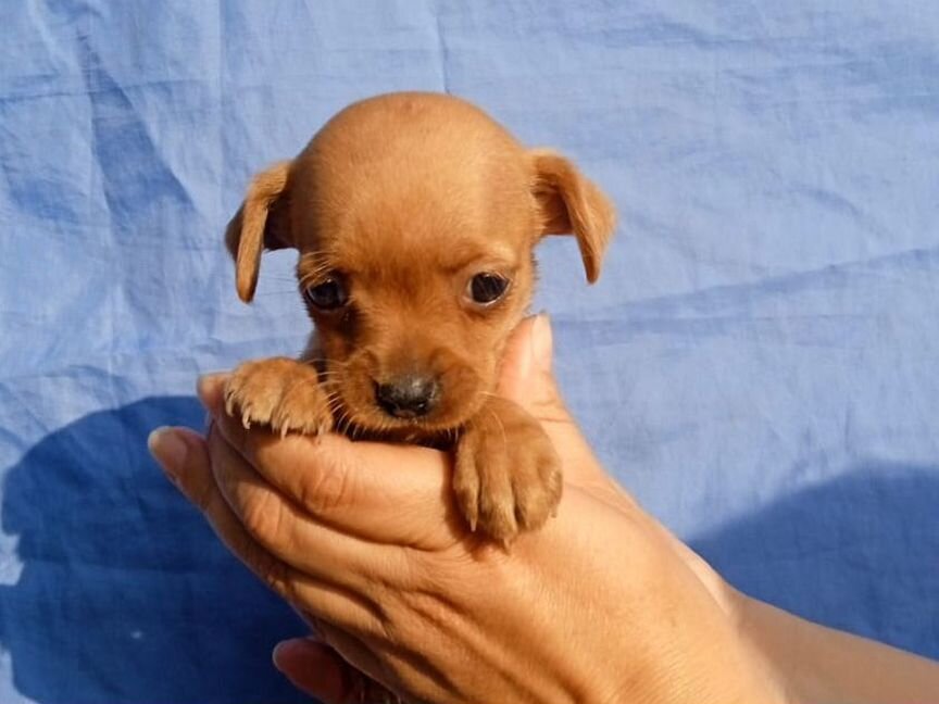 Чихуахуа метис