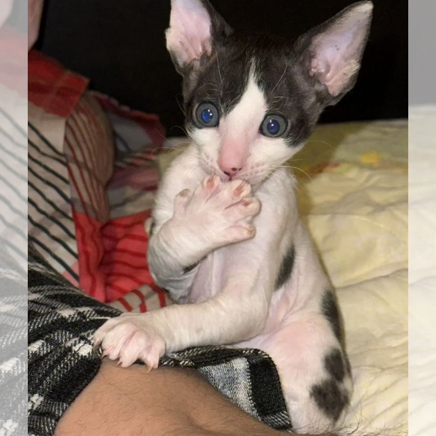 Корниш-рекс котёнок