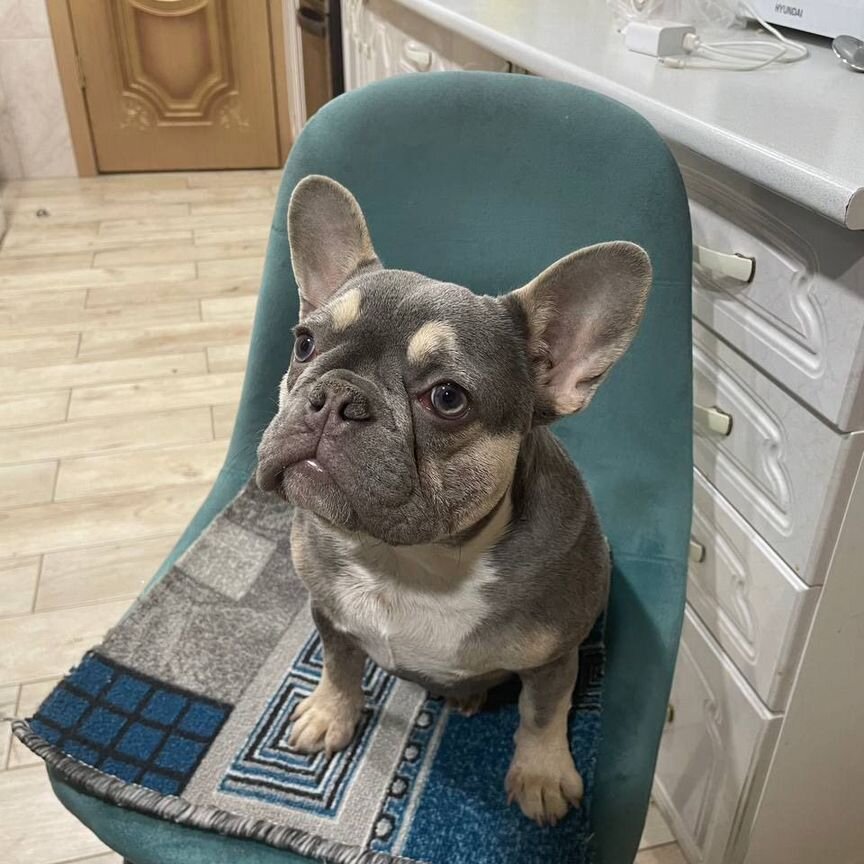 Французский бульдог