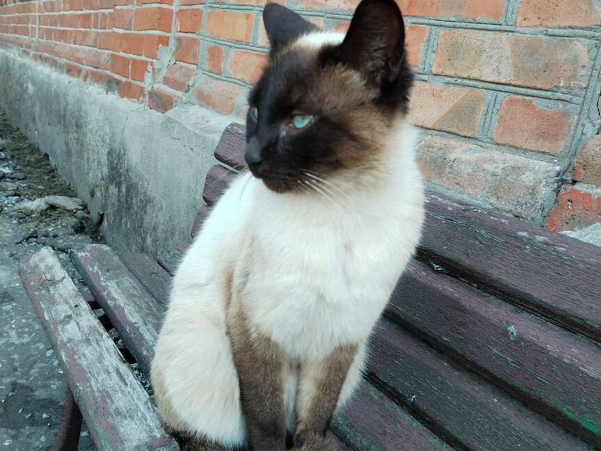 Тайский кот