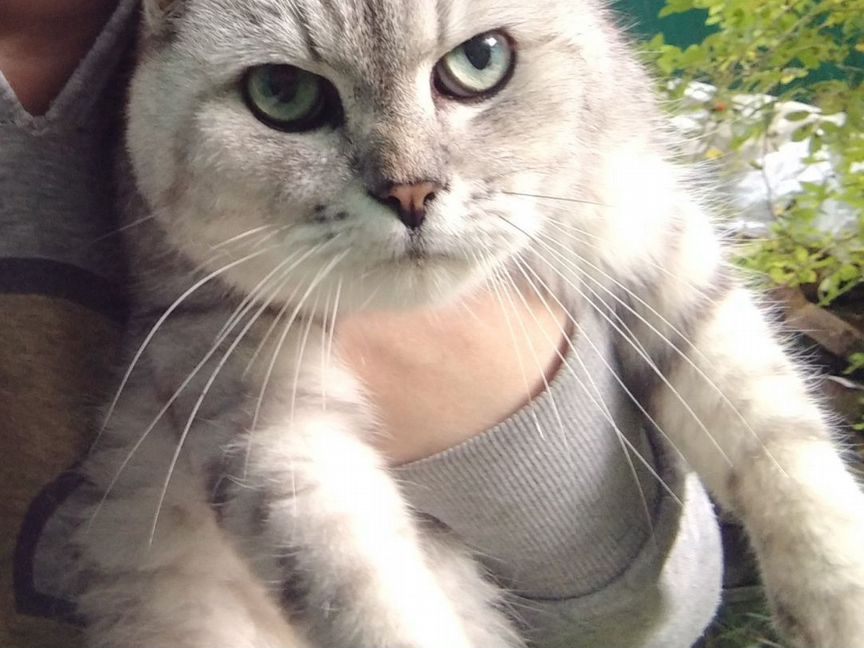 Кошка в дар бесплатно