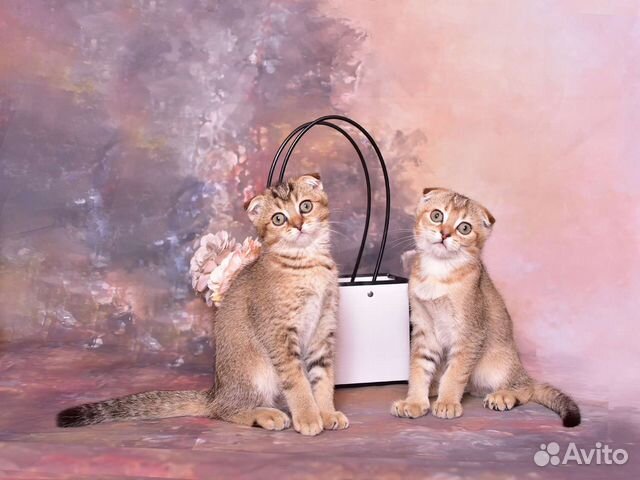 Скоттиш килт