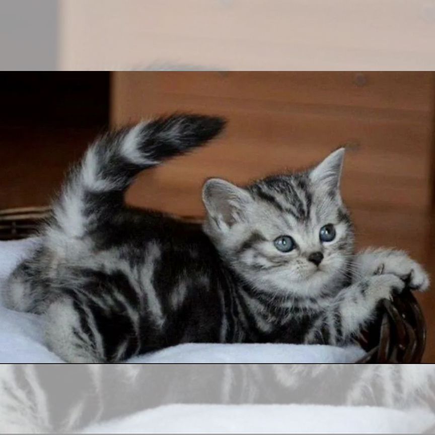 Шотландские котята черный мрамор