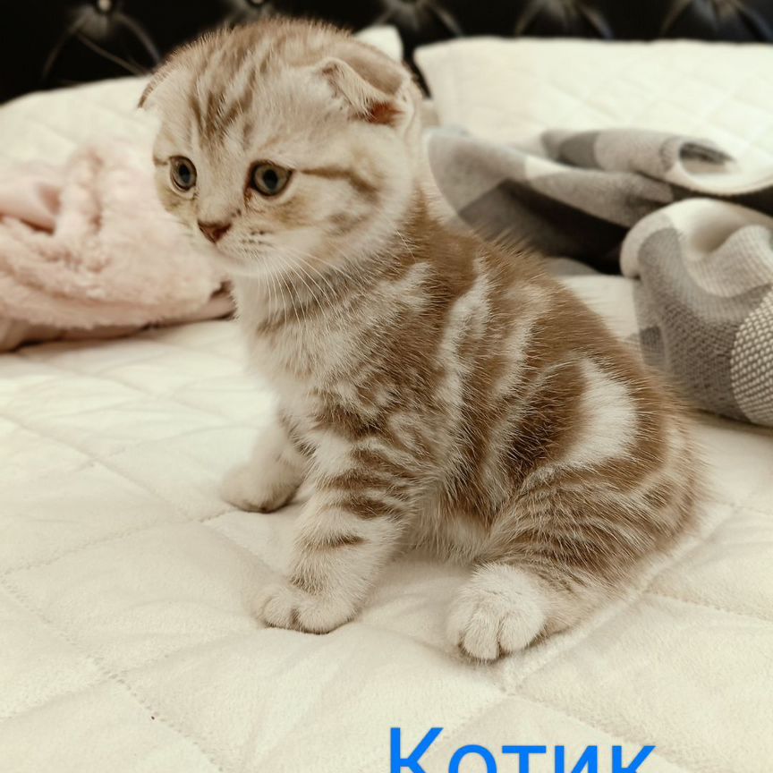 Шотландская вислоухая кошка
