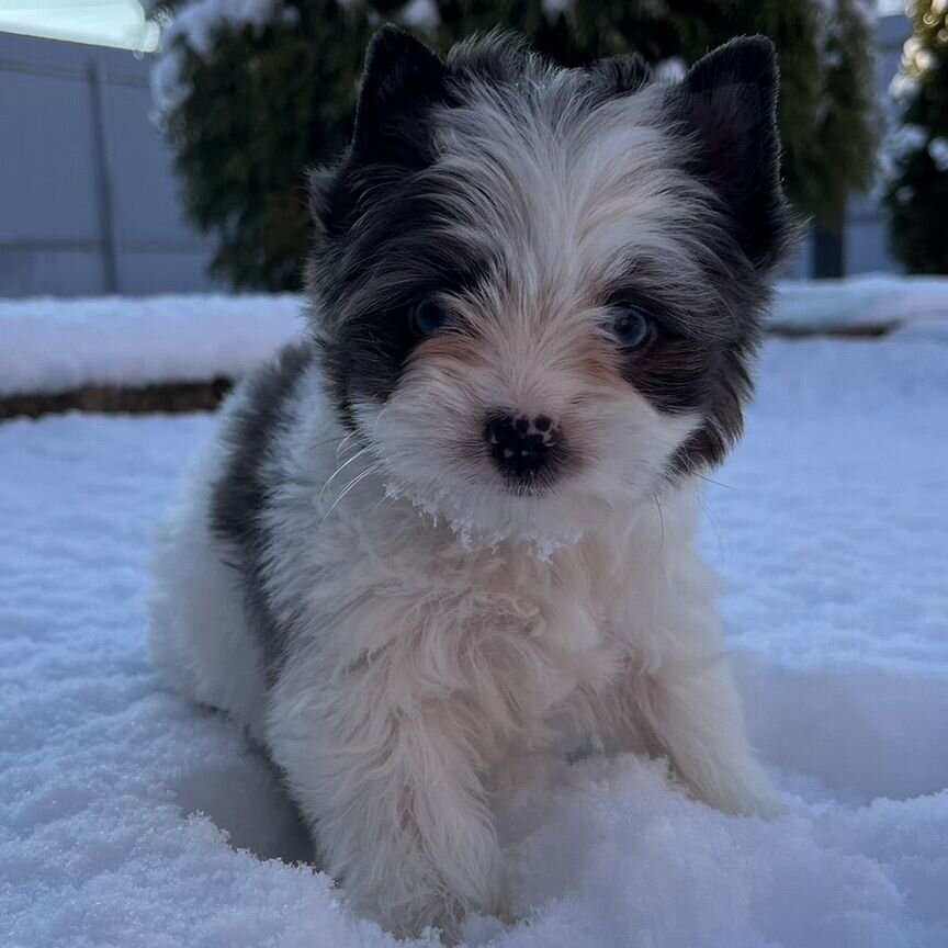 Голубоглазый мальчик