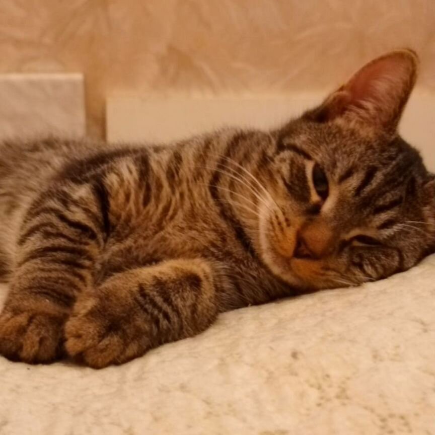 Котёнок мальчик около 5 месяцев