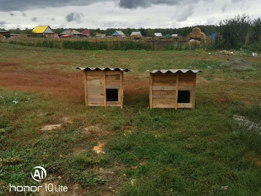 Собачья конура