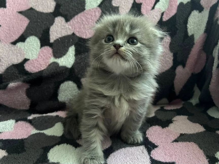 Кошки Шотландские