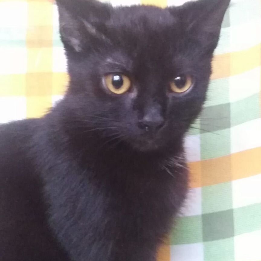 Котенок