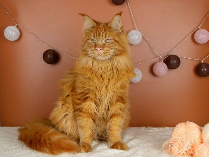 Кот Мейн-кун рыжий